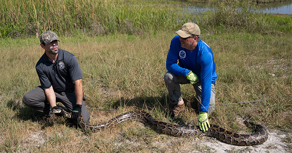 DYK: 2025 Florida Python Challenge™ Begins This Week | South Florida Water Management District